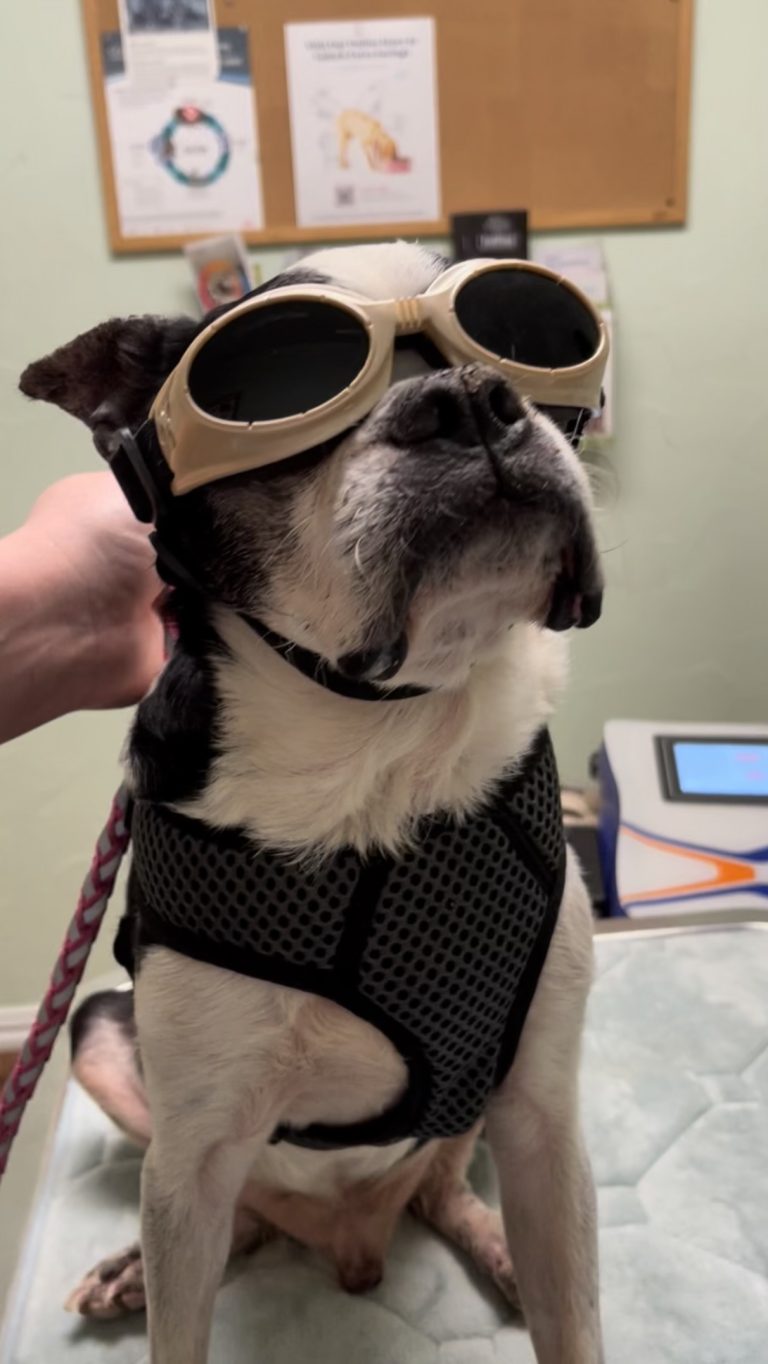 Laser Therapy in Wagoner, OK - Animal Clinic of Wagoner